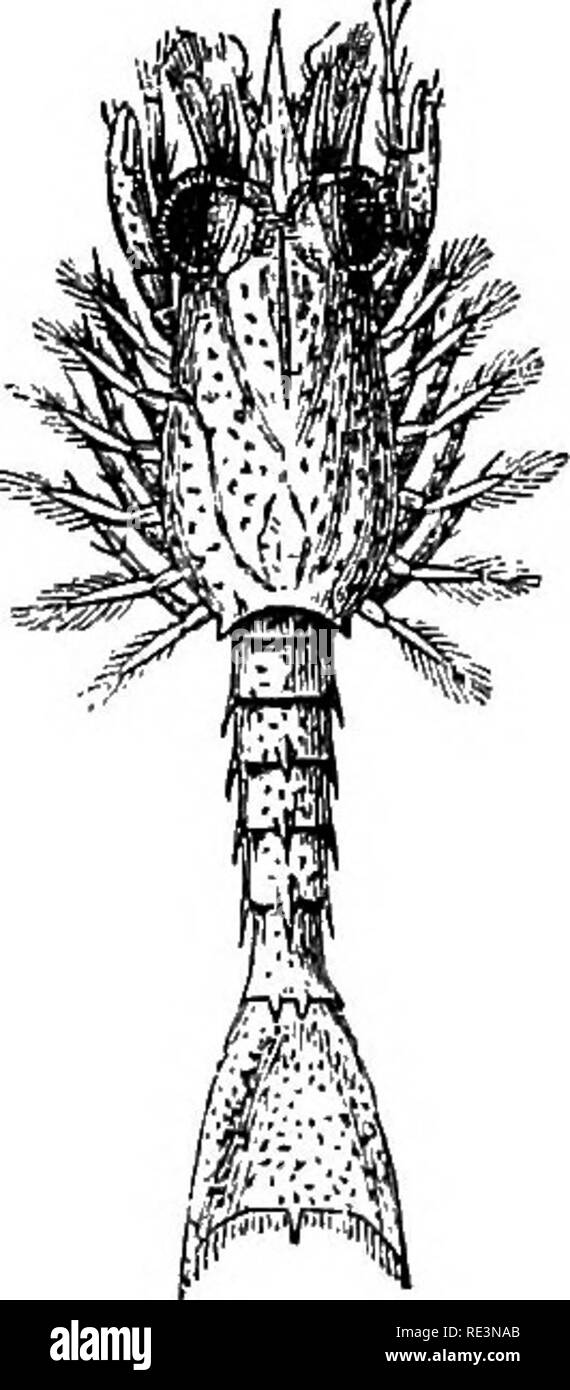 Pattes de homard Banque d'images noir et blanc - Alamy