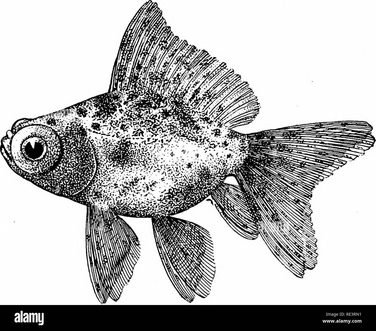 . Les variétés de poissons rouges et les poissons d'aquarium tropicaux ...