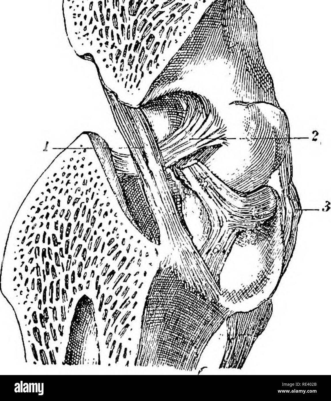 . L'anatomie du cheval, une dissection guide. Les chevaux. Fig. 4. A ...