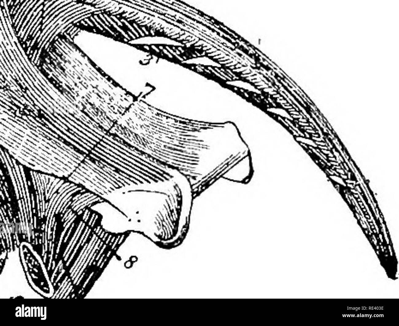 Hanche anatomie articulation cheval Banque de photographies et d’images ...