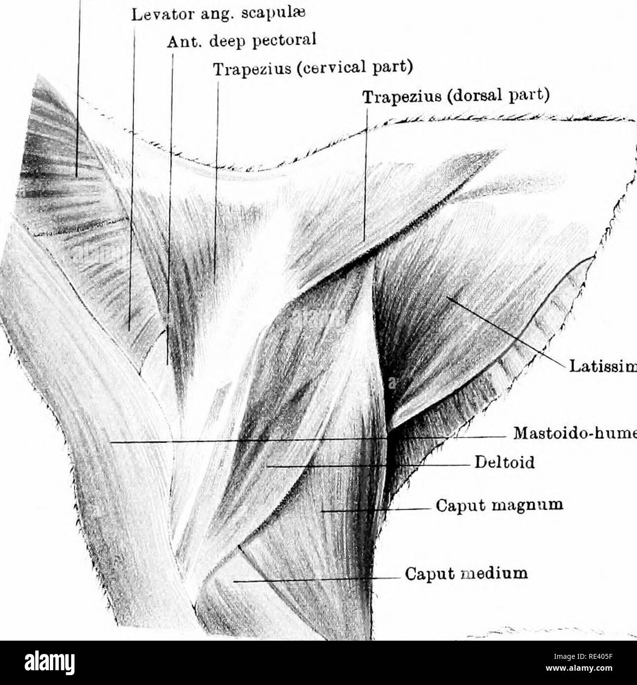 Deltoïde cheval Banque de photographies et d’images à haute résolution ...