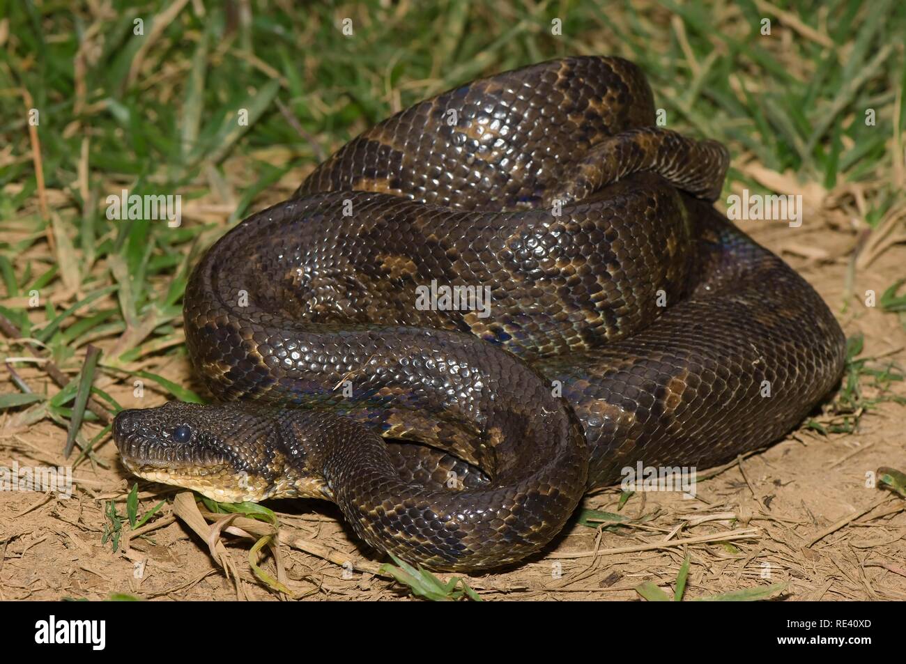 Madagascar boa constrictor Banque de photographies et d’images à haute ...