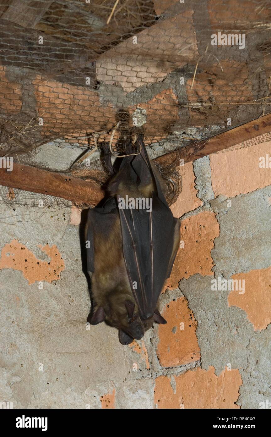 Madagascar rousette Banque de photographies et d’images à haute ...