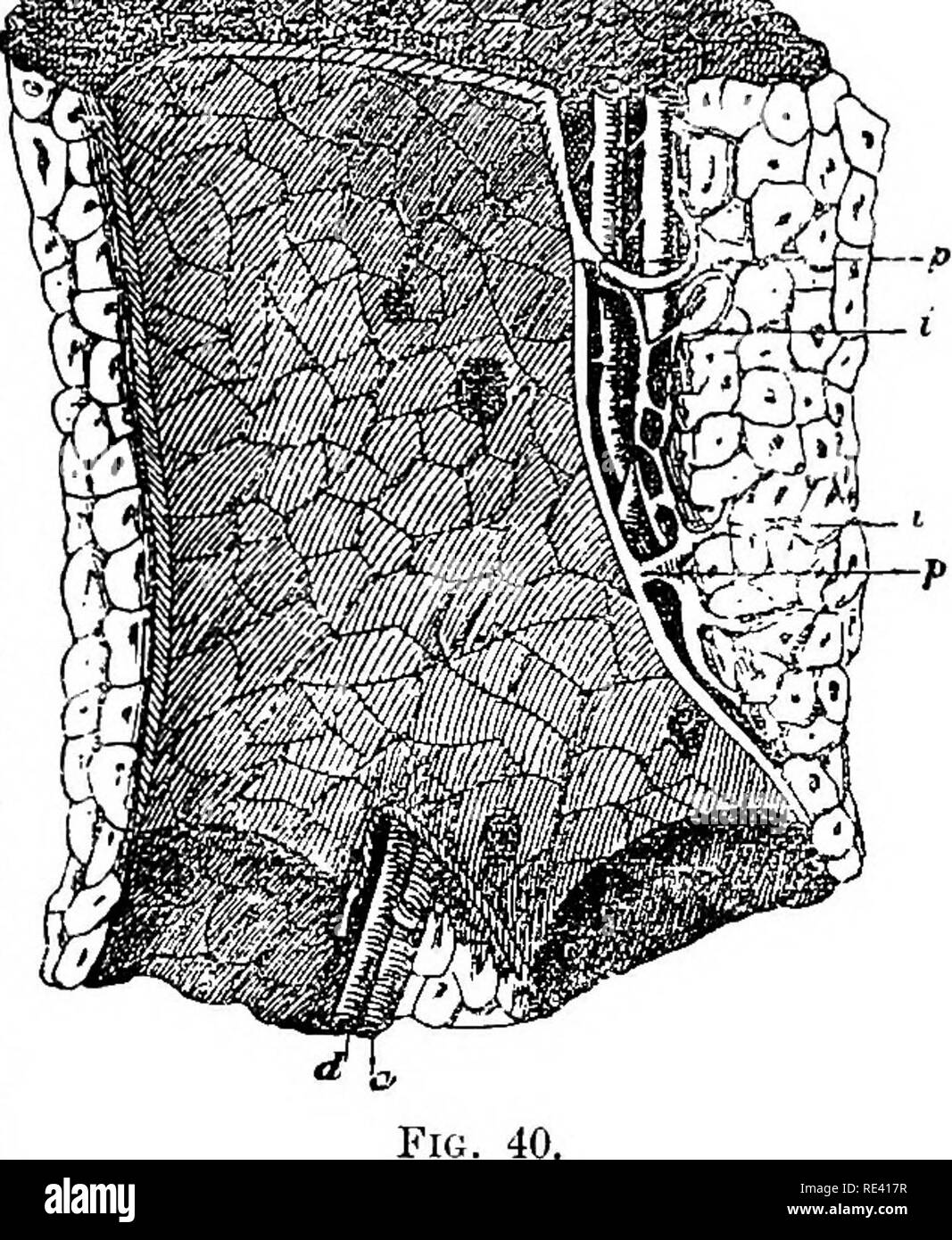 . L'anatomie du cheval, une dissection guide. Les chevaux. La ...