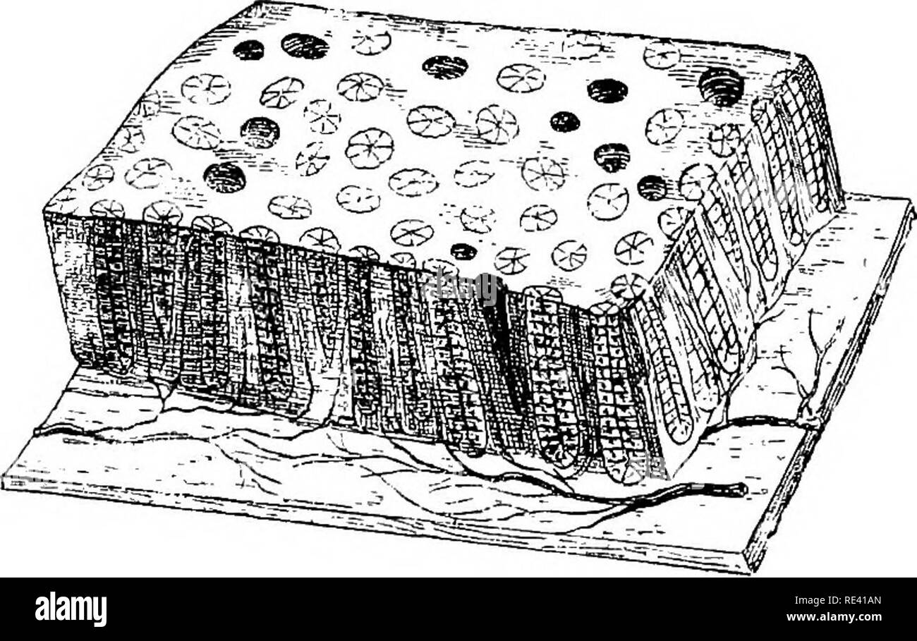 . L'anatomie du cheval, une dissection guide. Les chevaux. 310 L ...