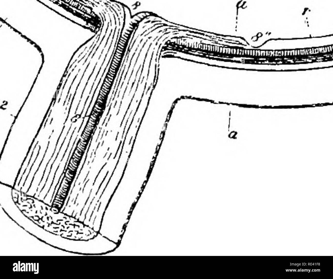 . L'anatomie du cheval, une dissection guide. Les chevaux. Fig. 32. Vue ...