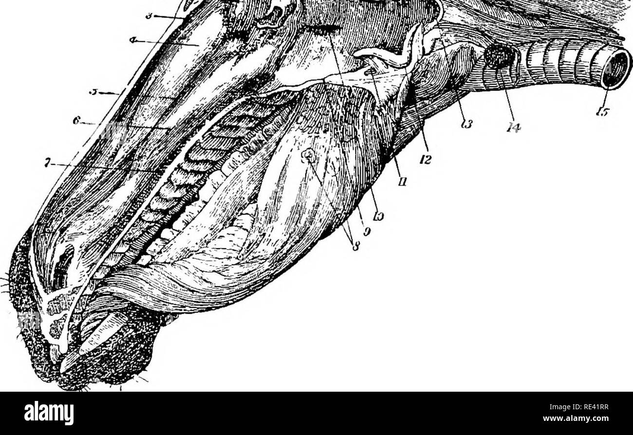 . L'anatomie du cheval, une dissection guide. Les chevaux. La ...