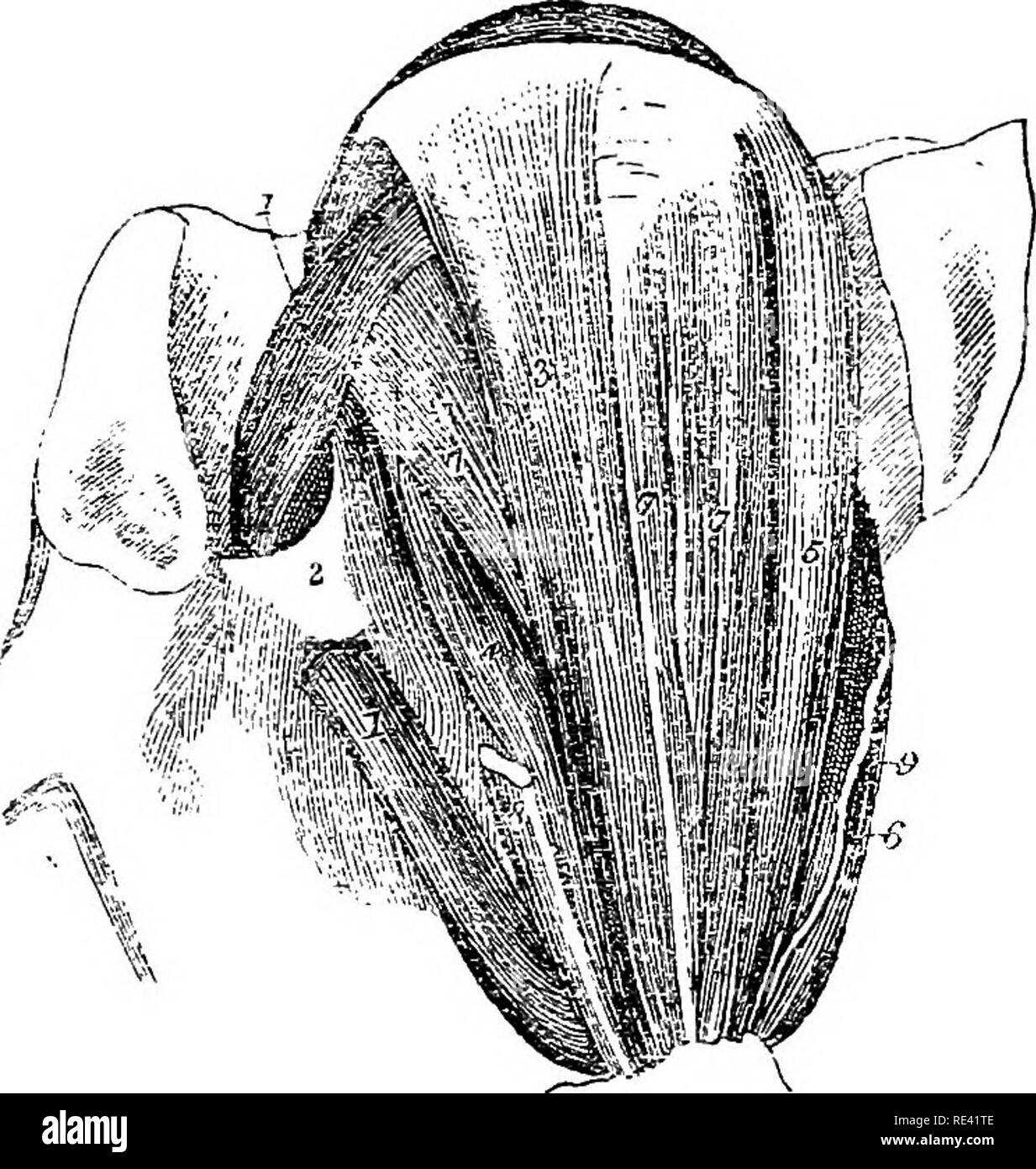 . L'anatomie du cheval, une dissection guide. Les chevaux. La ...