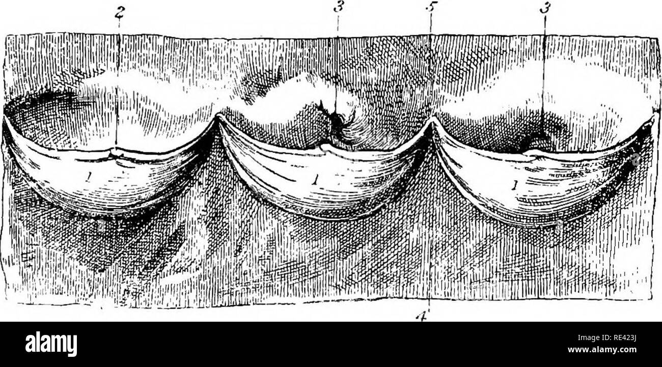 Anatomie cheval coeur Banque d'images noir et blanc - Alamy