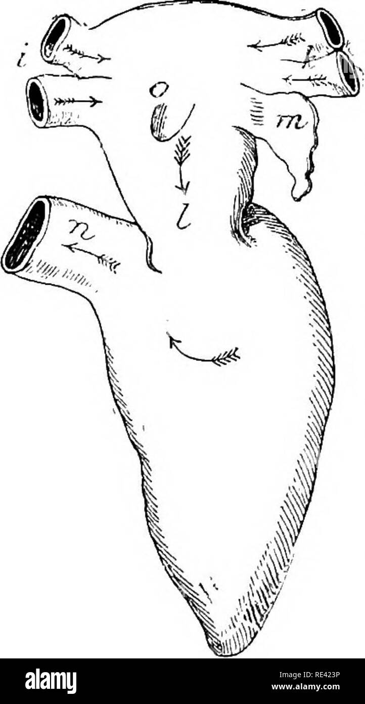 . L'anatomie du cheval, une dissection guide. Les chevaux. 128 L ...