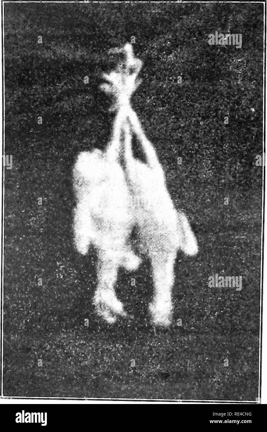 Anatomie musculaire de poule Banque d'images noir et blanc - Alamy