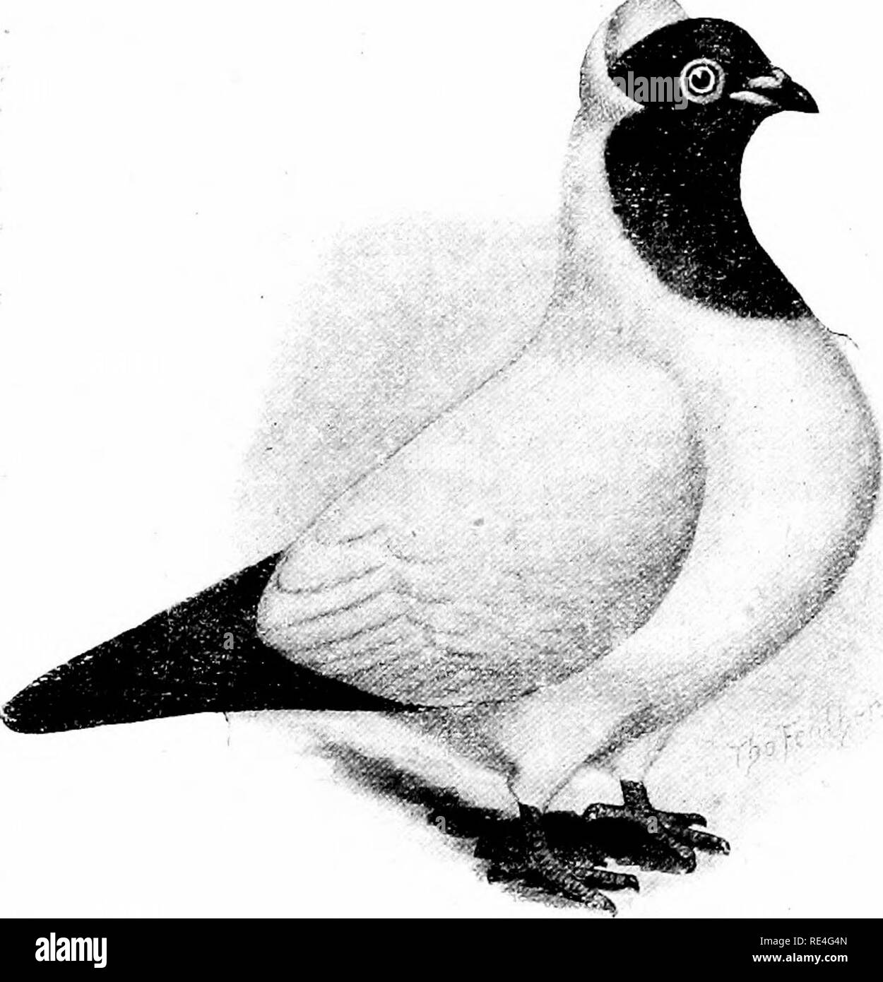 Black nun pigeon Banque de photographies et d’images à haute résolution ...