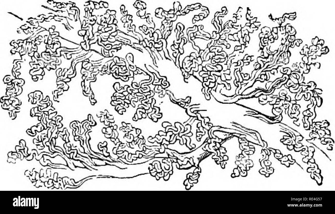 . L'anatomie comparée des animaux domestiques. Anatomie vétérinaire. Le ...
