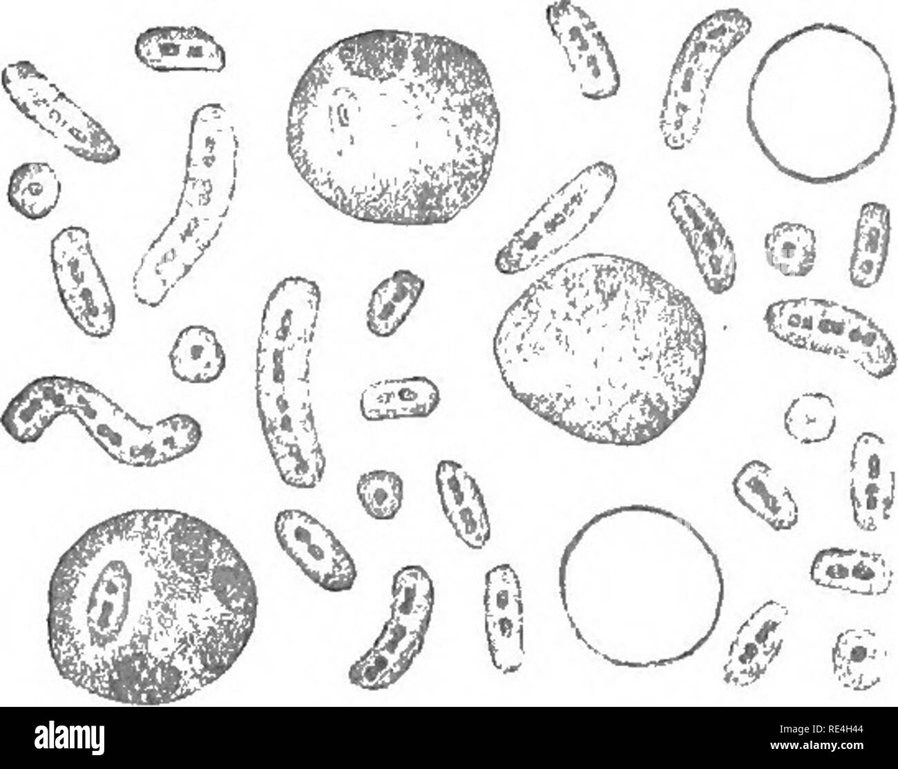 Coloration de gram Banque d'images noir et blanc - Alamy