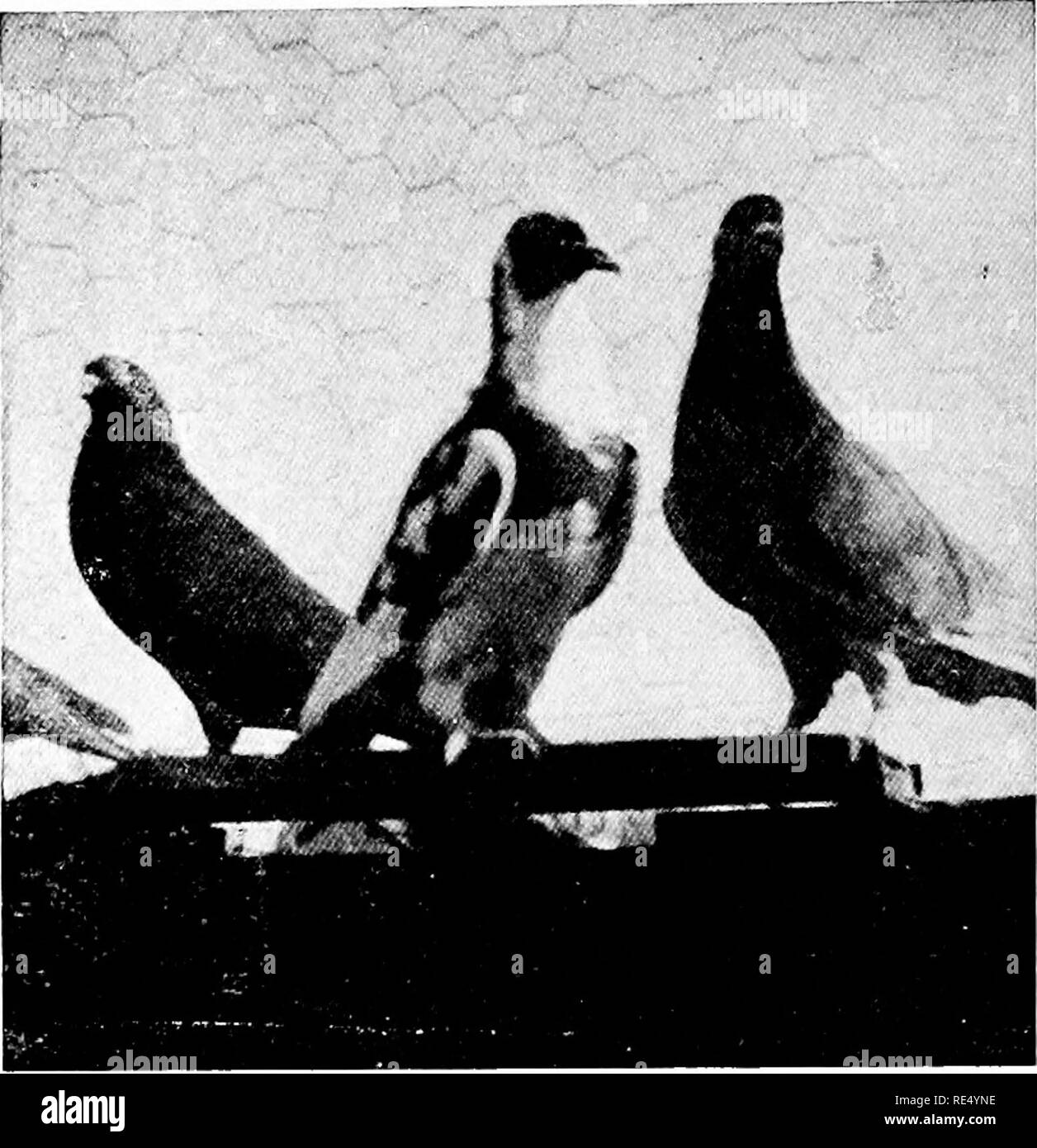 Carneau pigeons Banque de photographies et d’images à haute résolution ...