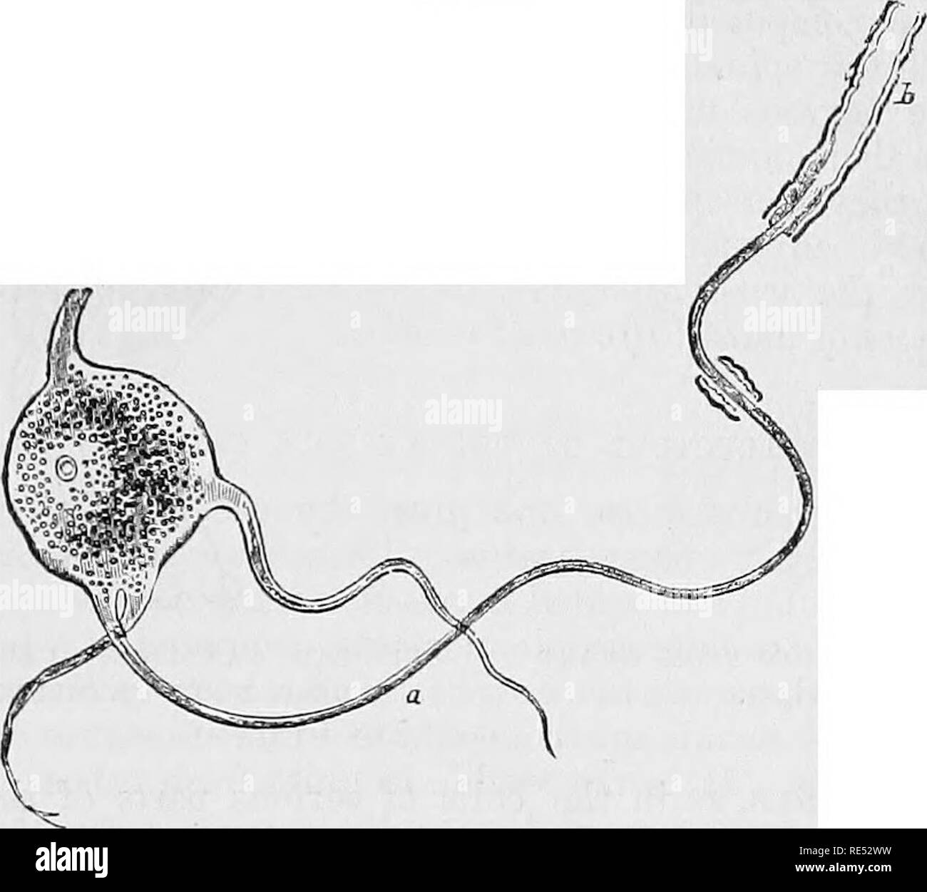 . L'anatomie comparée des animaux domestiques. Anatomie vétérinaire. Le ...