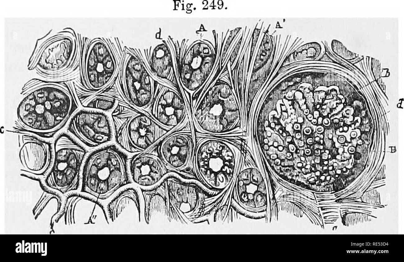 Anatomie du glomérule rénal Banque d'images noir et blanc - Alamy