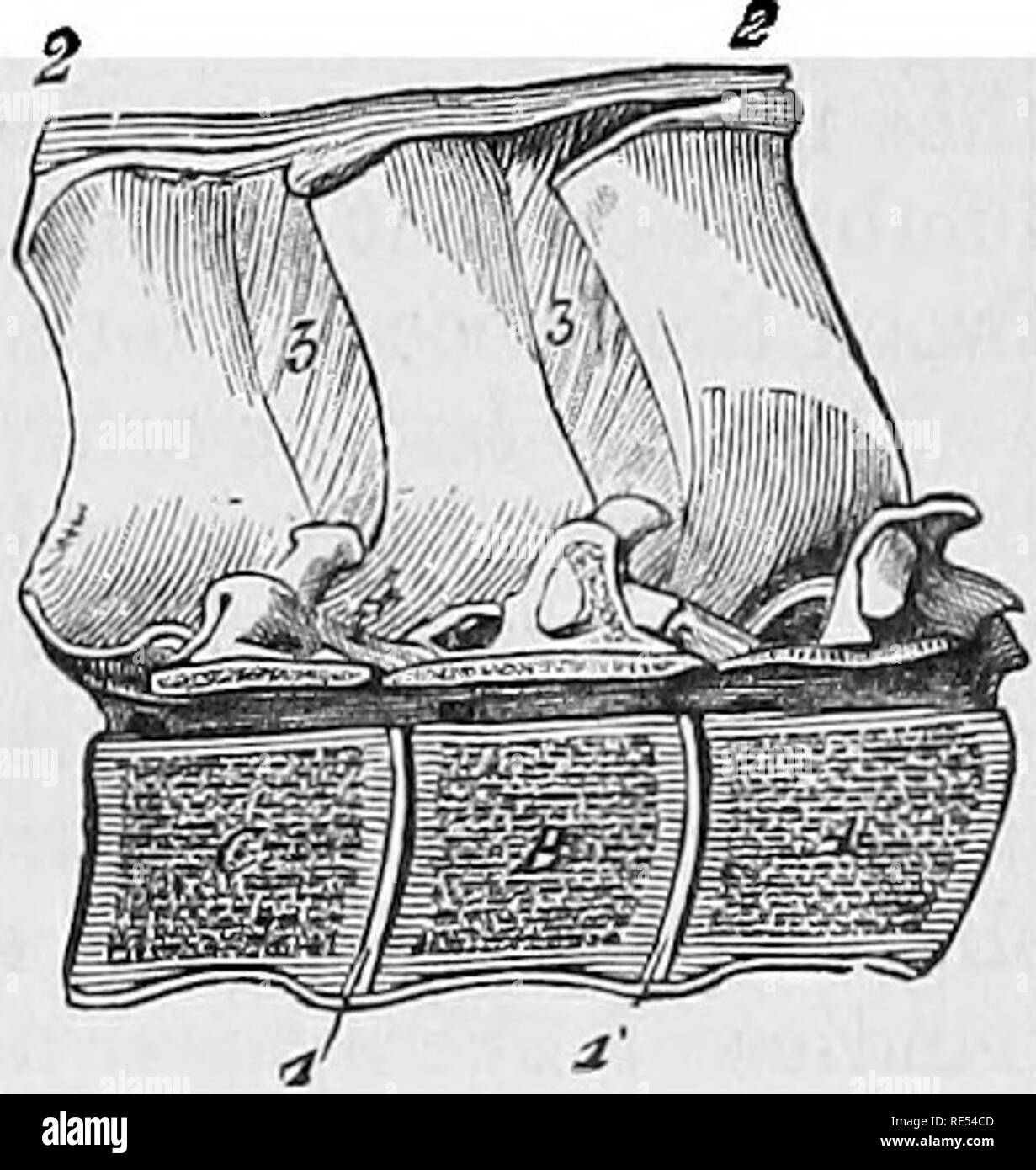 Anatomie des ligaments Banque d'images noir et blanc - Alamy