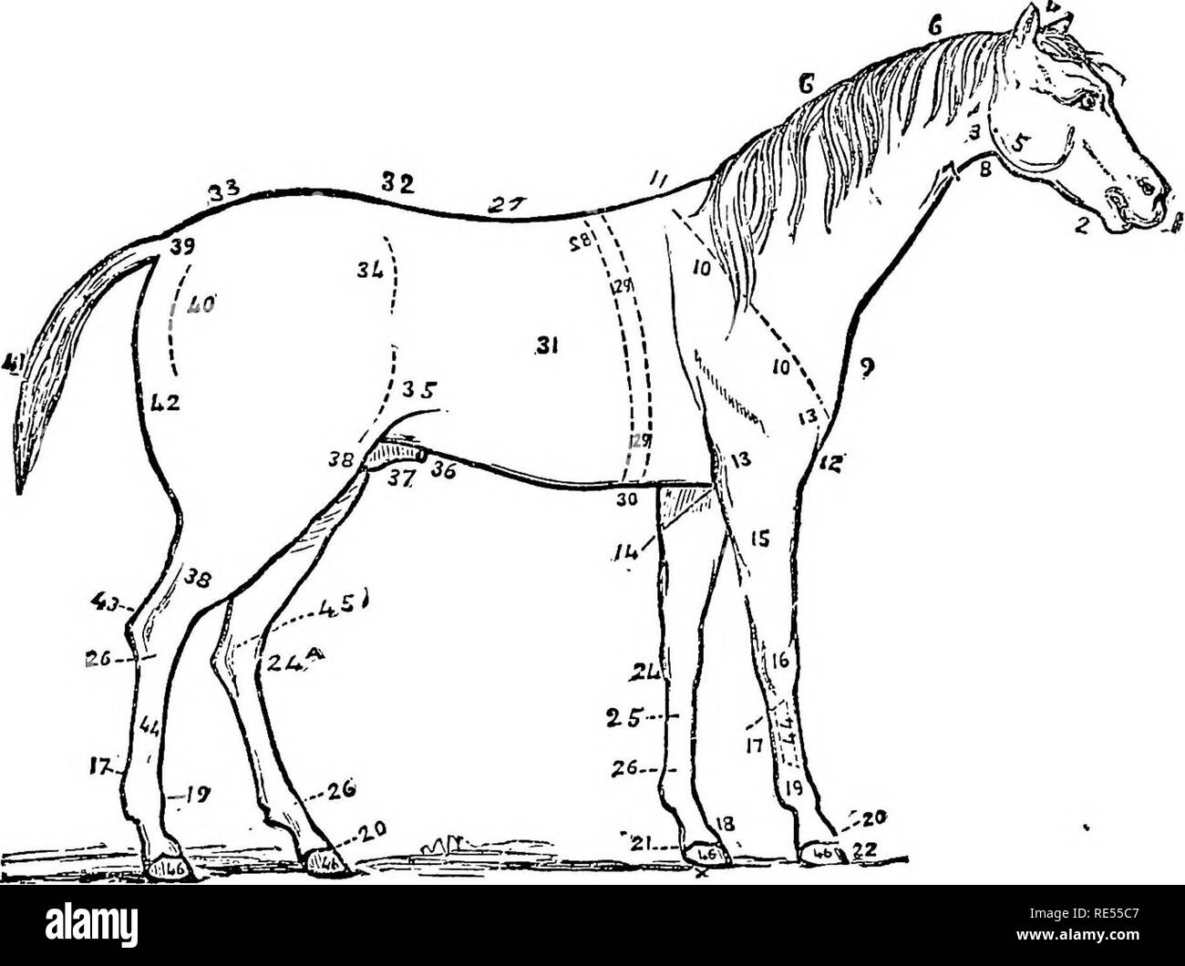 Omoplate cheval Banque de photographies et d’images à haute résolution ...