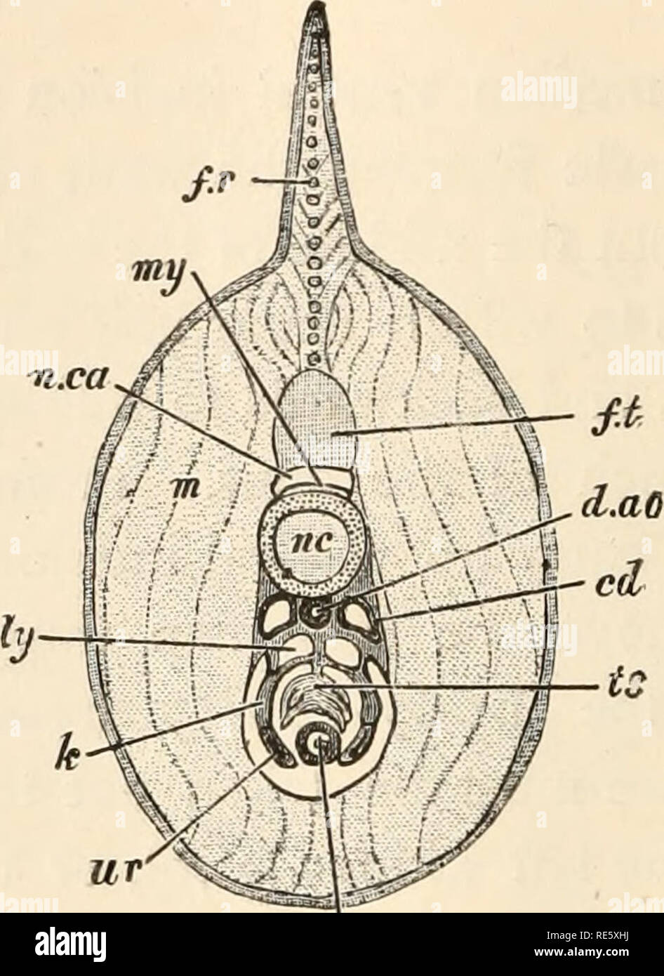 . Un cours d'instruction en zootomy (vertébrés). Anatomie, comparatif ...