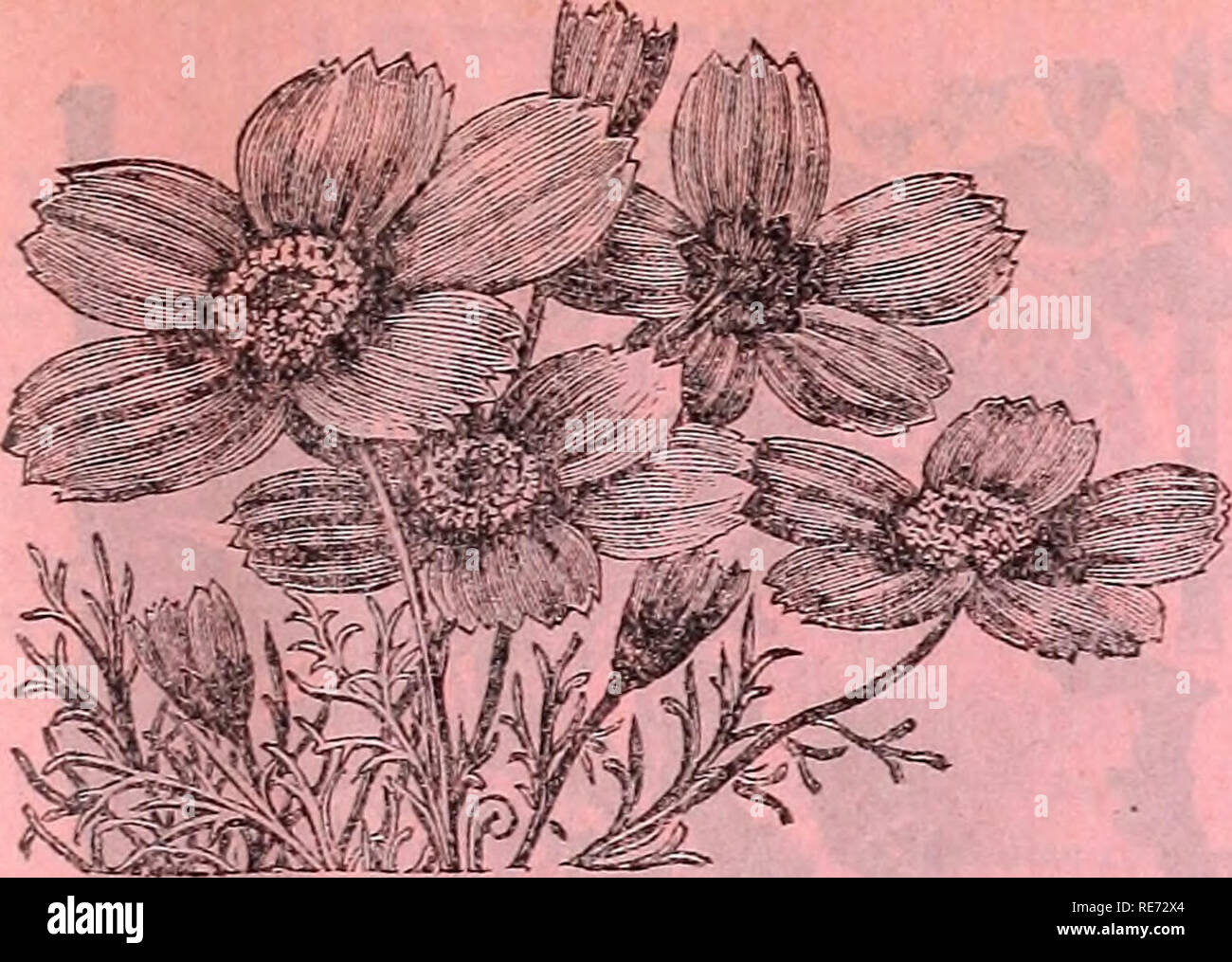 New varieties of cosmos Banque de photographies et d’images à haute ...