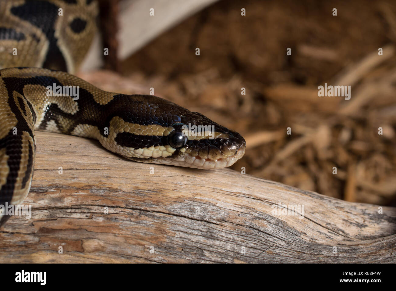 Ball python morph Banque de photographies et d’images à haute ...