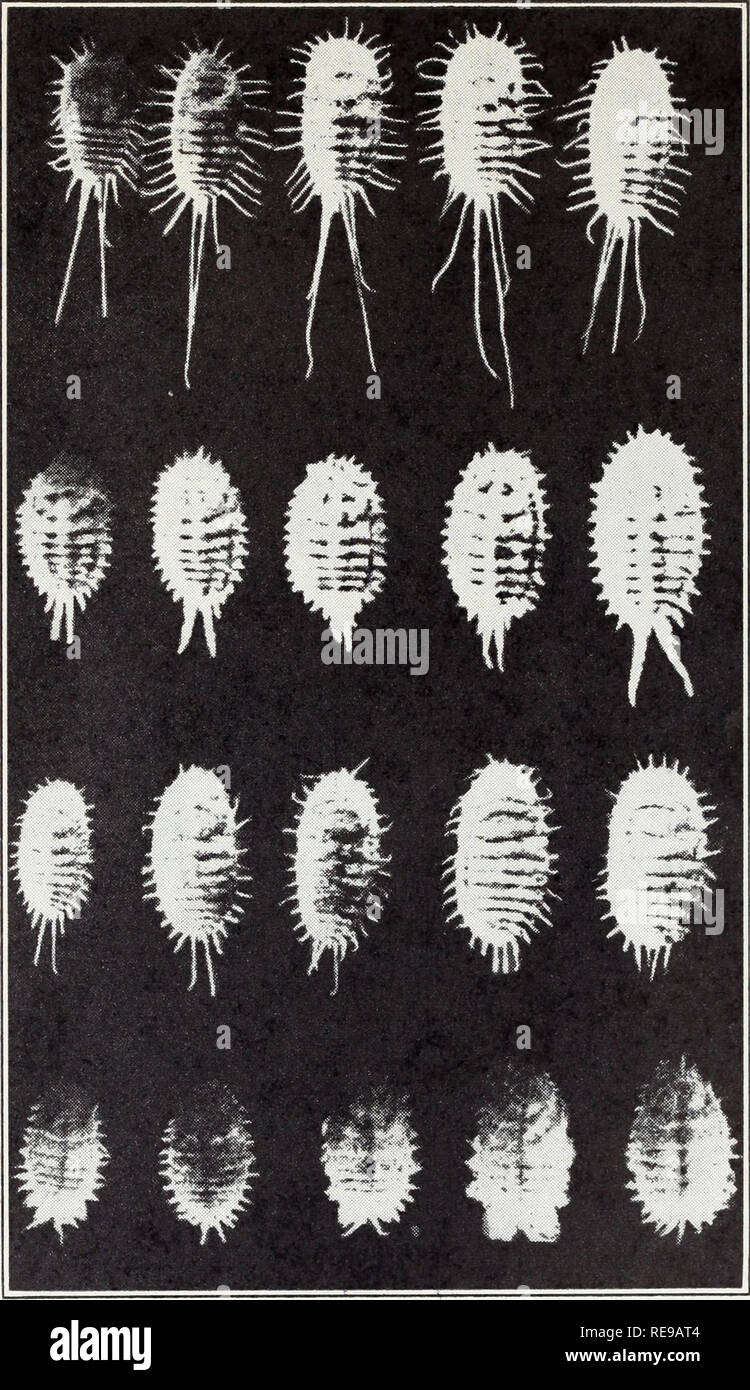 Cochenille des agrumes Banque de photographies et d’images à haute ...