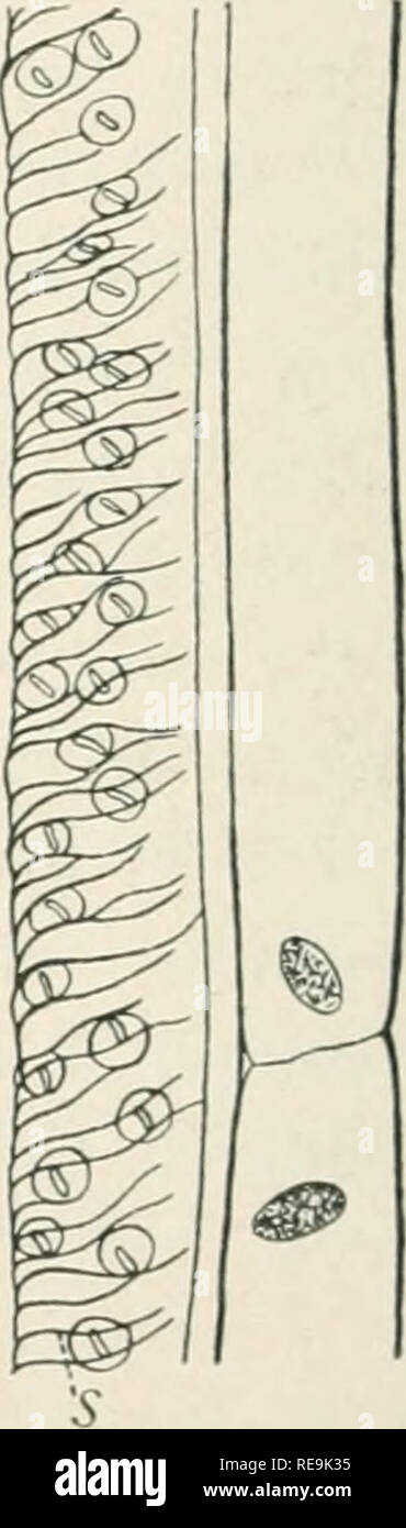 . Les contributions du Laboratoire de Botanique de la coque. Les ...