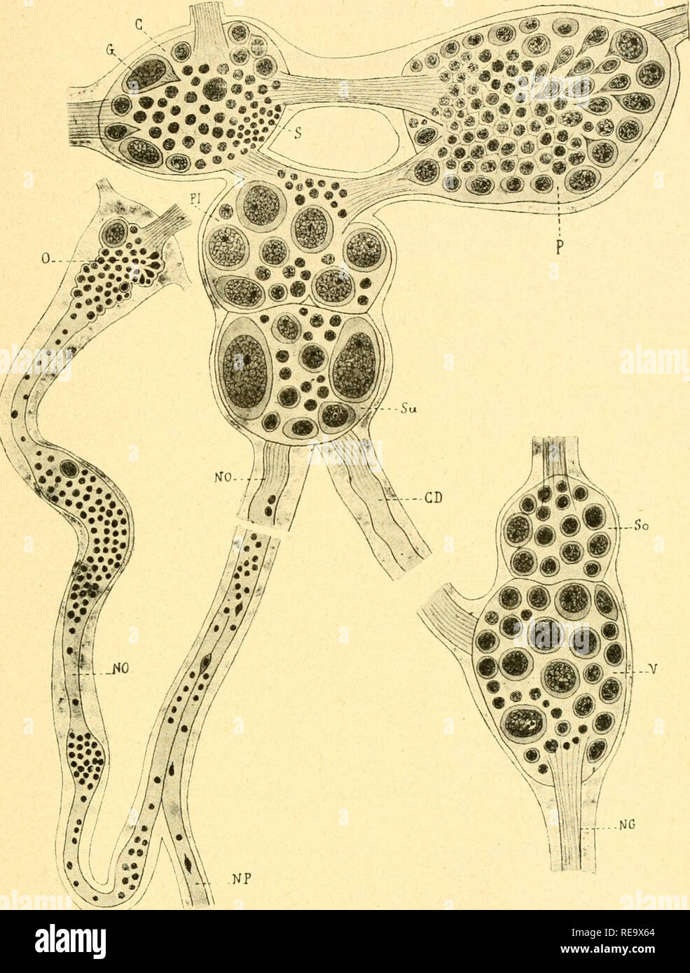. Contribution à l'étude des gastéropodes opisthobranches, et en ...