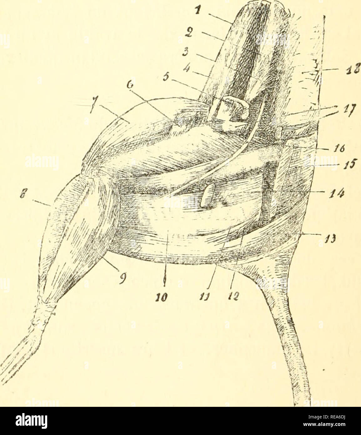 . Contribution Ã la myologie des rongeurs. Les rongeurs ; anatomie ...