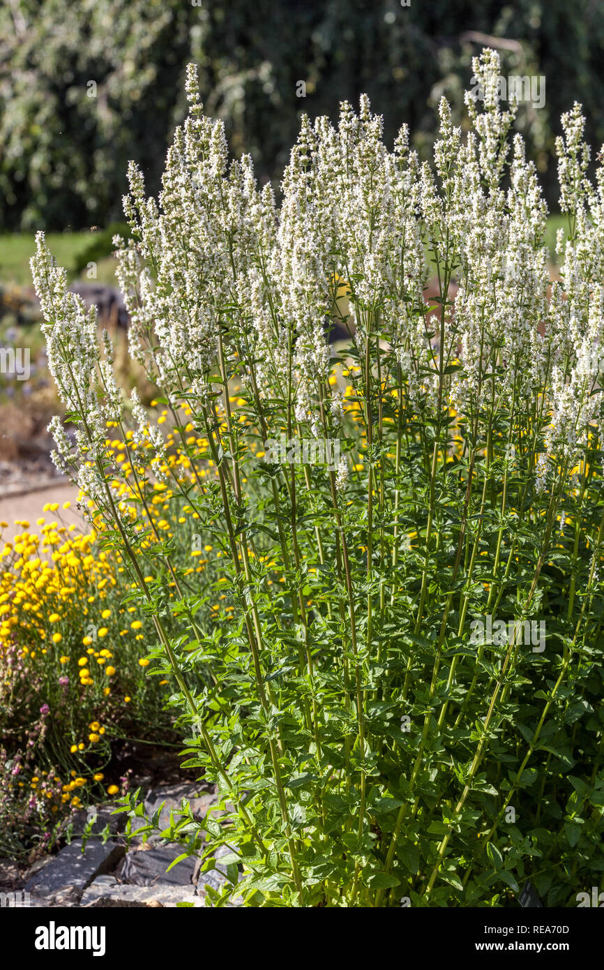 Jardin catmint alba Banque de photographies et d’images à haute ...