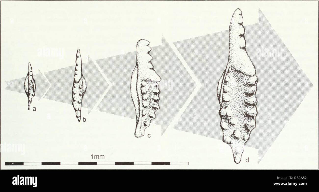 . Les conodontes du bord inférieur et strates équivalentes (Carbonifère ...