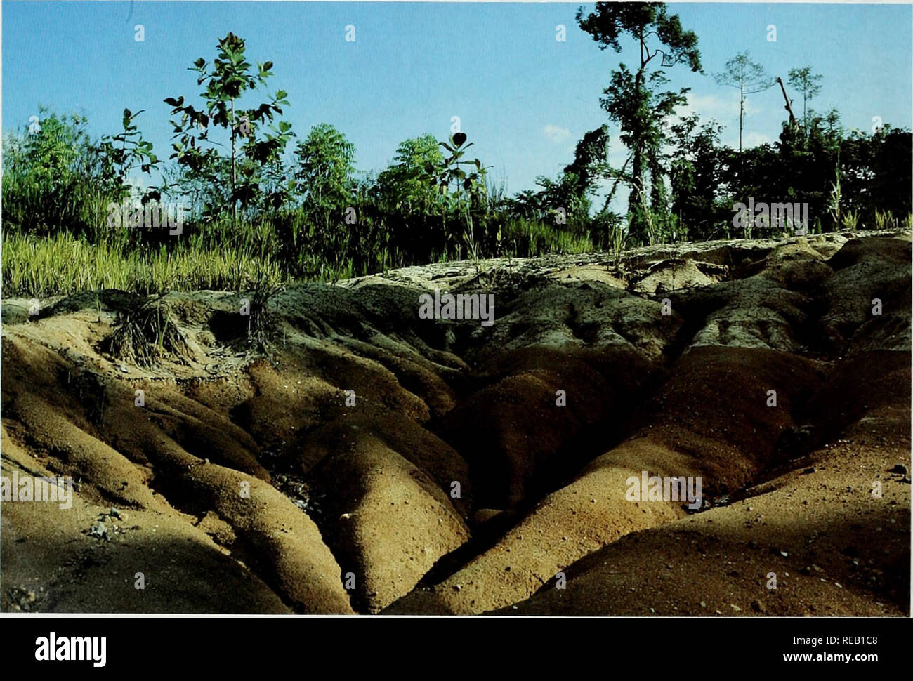 Bintuni bay Banque de photographies et d’images à haute résolution - Alamy