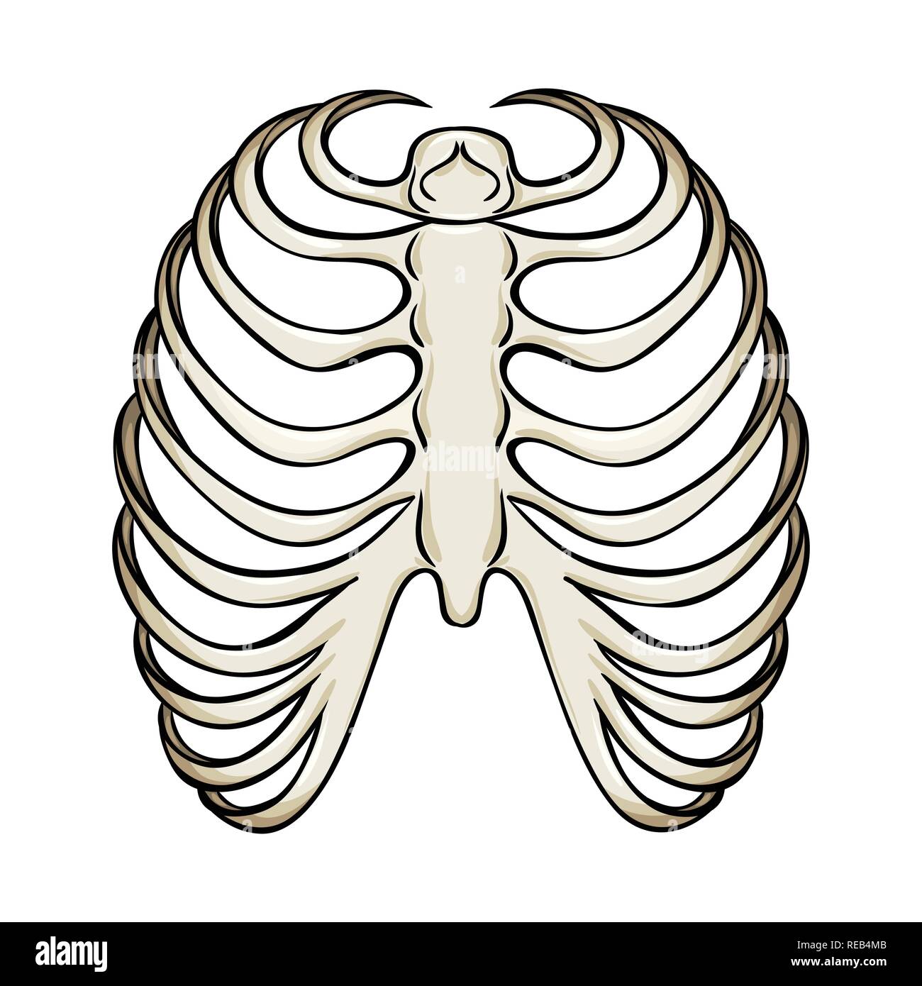 Rib Cage,,xray,body,dos,sternum sternum,calcium,chirurgie,os,squelette ...