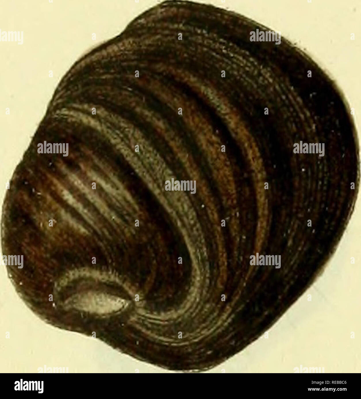 . L'conchological illustrations ou de couleur, les figures de toutes ...