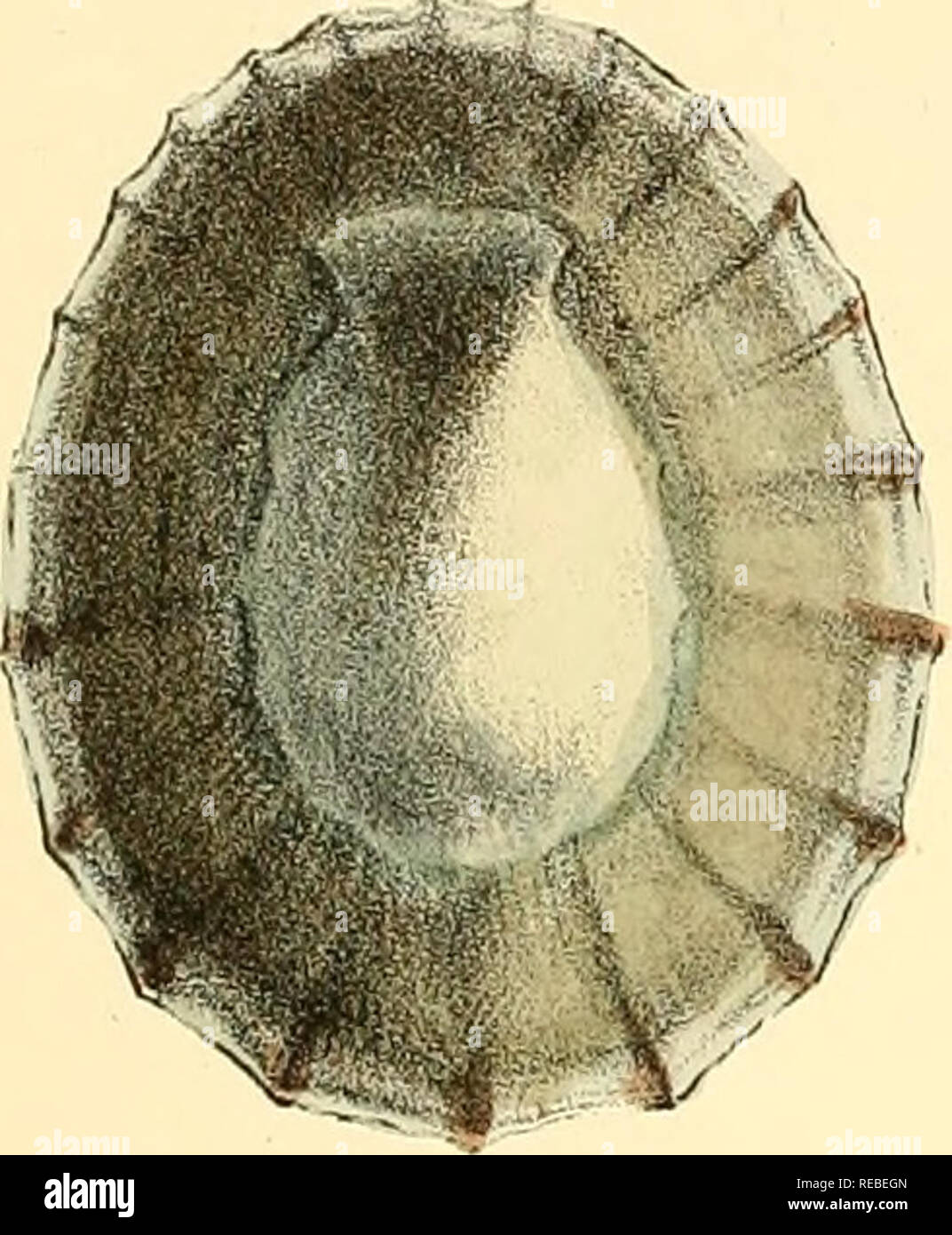 . Conchologia iconica, ou des illustrations, des coquilles de ...