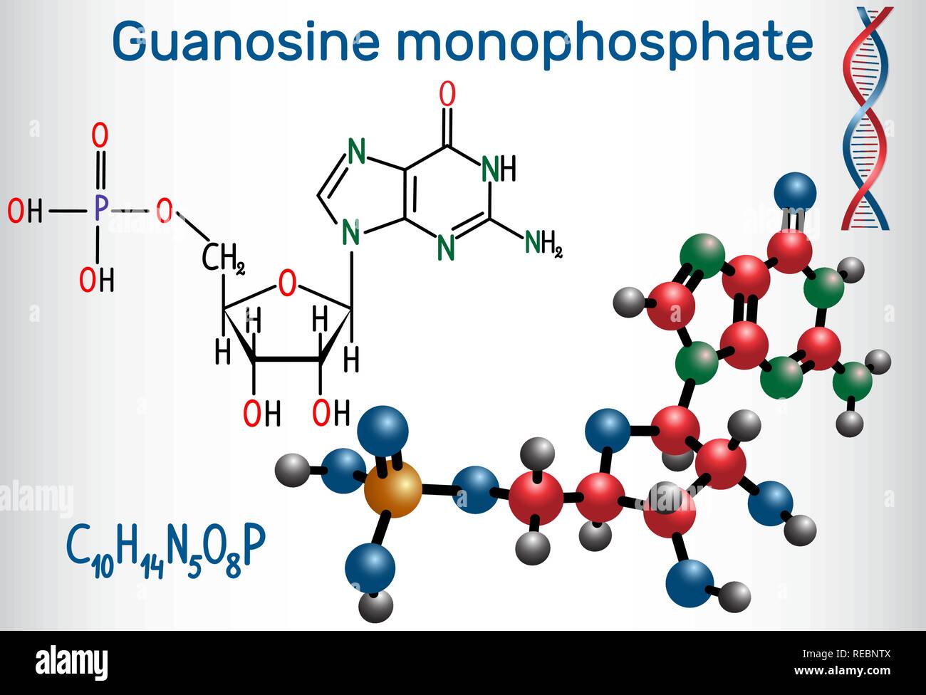 La guanosine monophosphate (GMP) molécule, c'est un ester d'acide ...