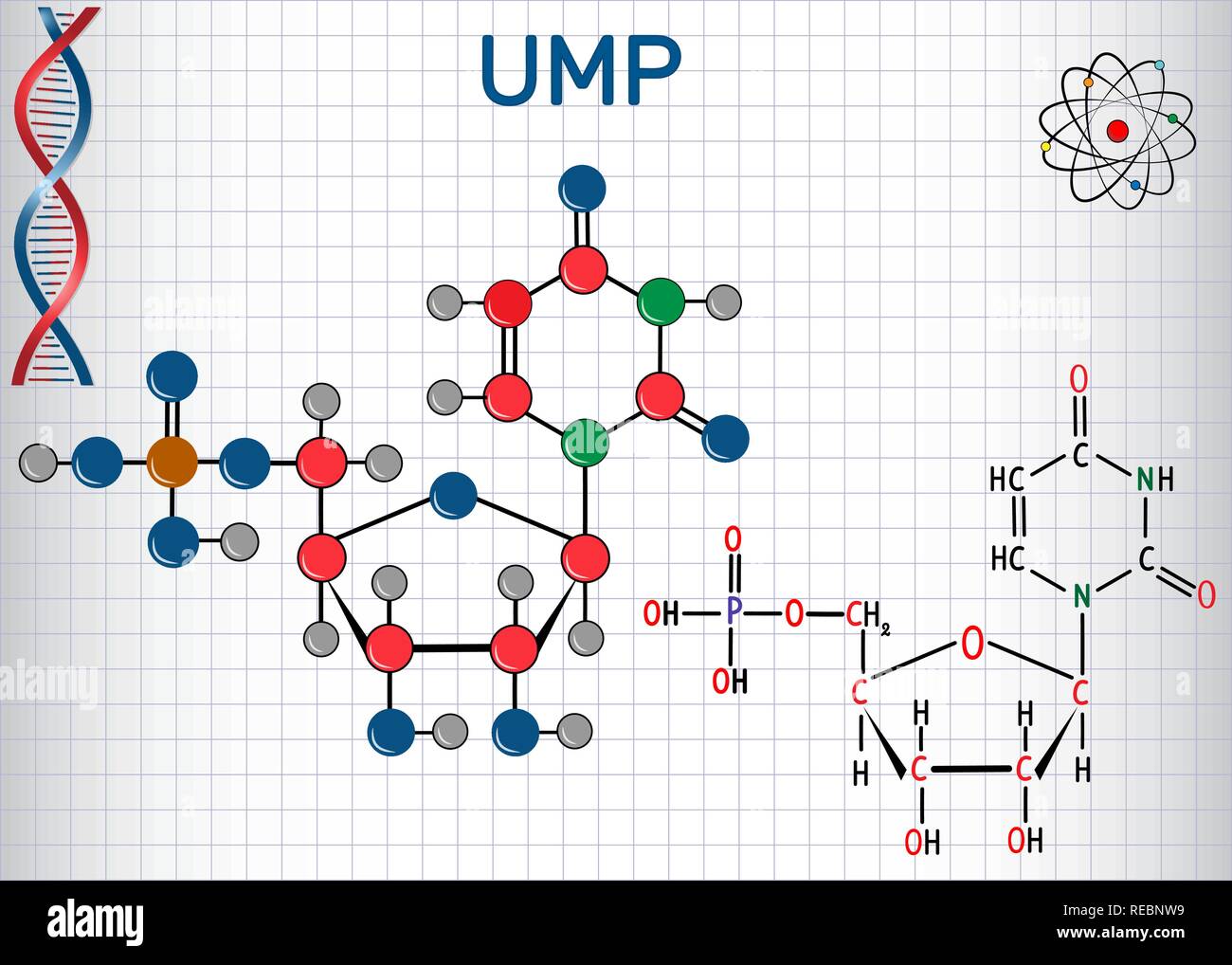 Uridine Monophosphate Nucleotide Molecule Banque Dimages Vectorielles
