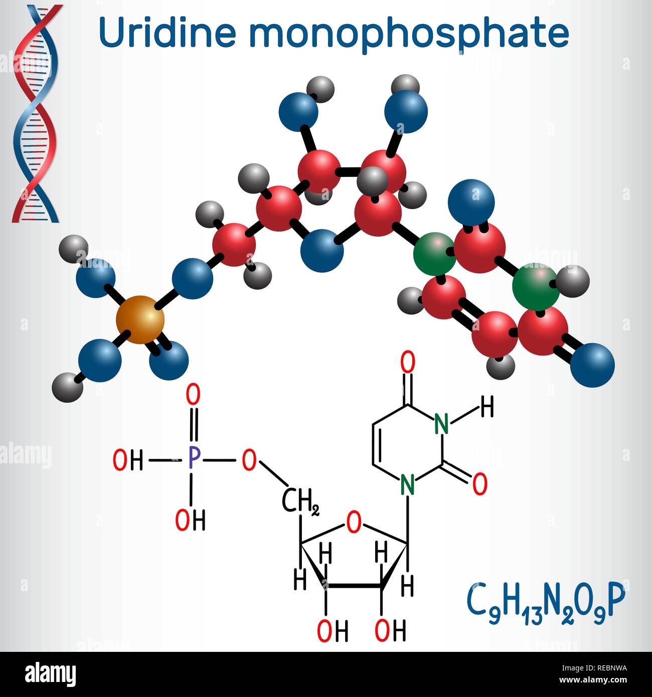 Luridine Monophosphate Ump Molécule Monomère Nucléotidique Dans L