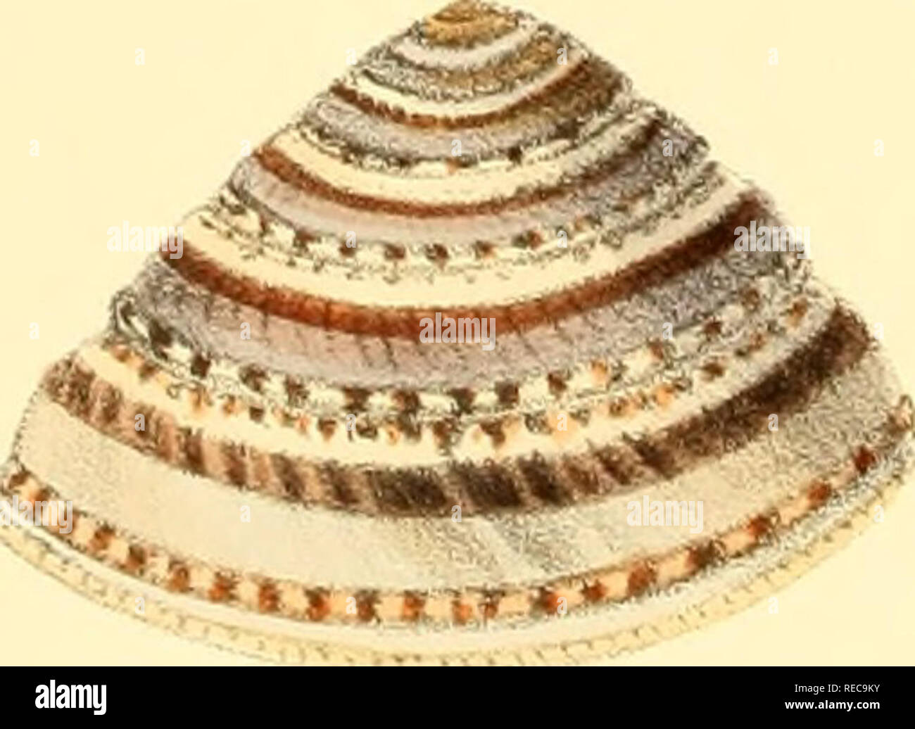 . Conchologia iconica, ou des illustrations, des coquilles de ...