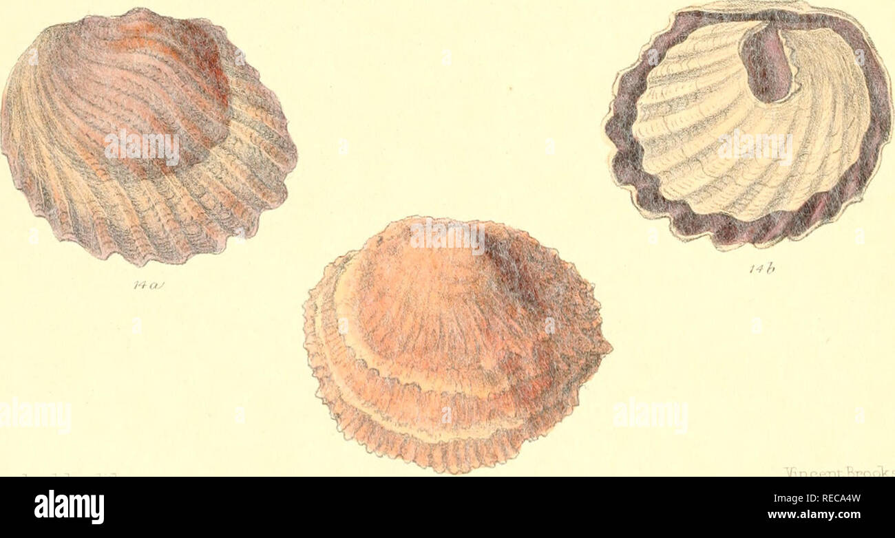 . Conchologia iconica, ou des illustrations, des coquilles de ...