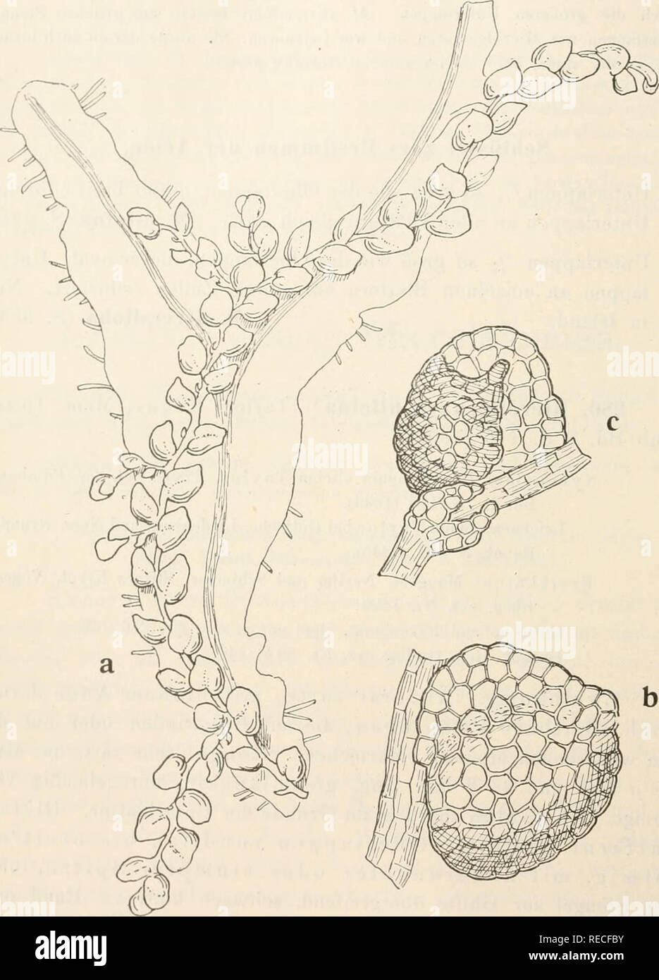 . Le Dr L. Euler's Kryptogamen-Flora von Deutschland, Österreich und ...
