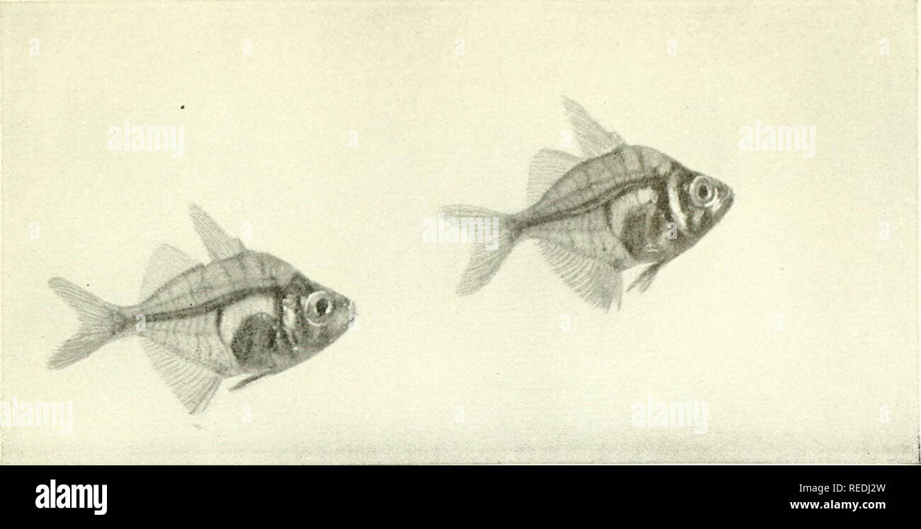 Squelette de poisson rouge Banque de photographies et d’images à haute ...