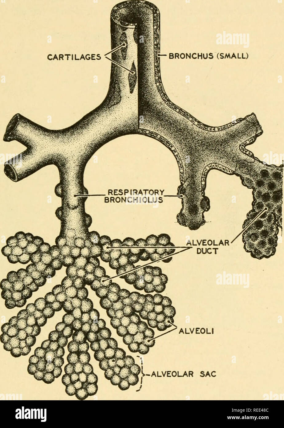 Alvéoles Et Capillaires Banque d'image et photos - Alamy