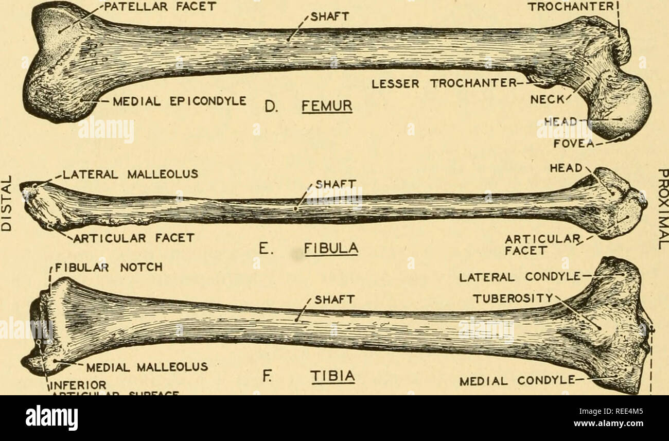 . L'anatomie comparée. Anatomie, comparatif. Tubercule moindre ...