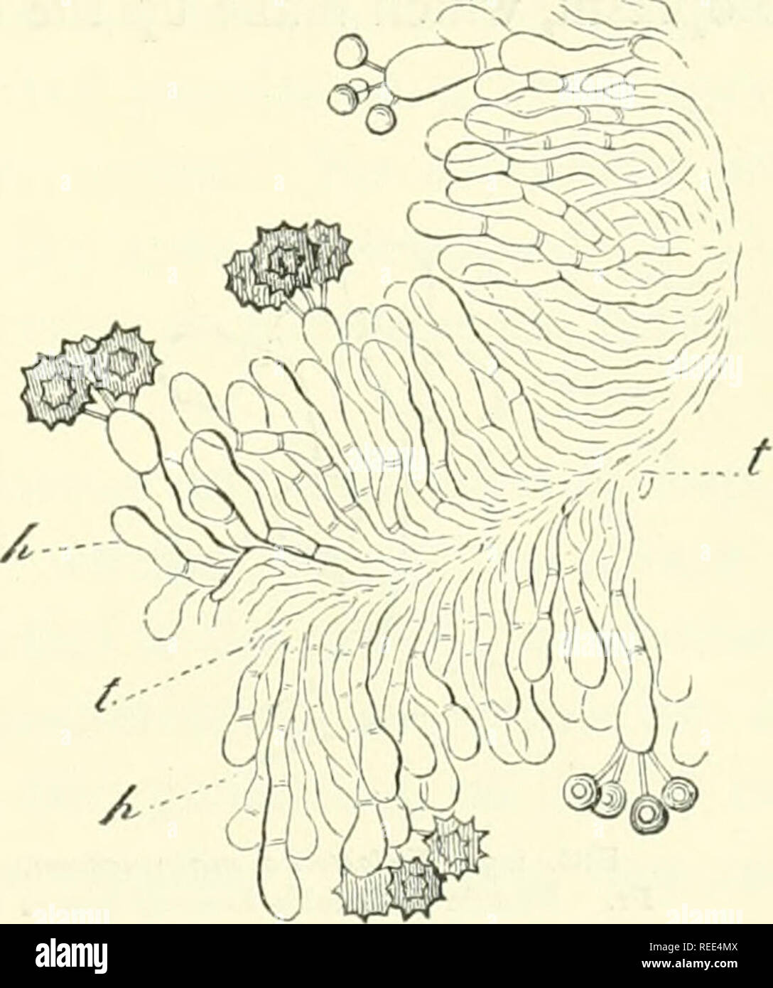 . La morphologie comparative et de la biologie des champignons ...