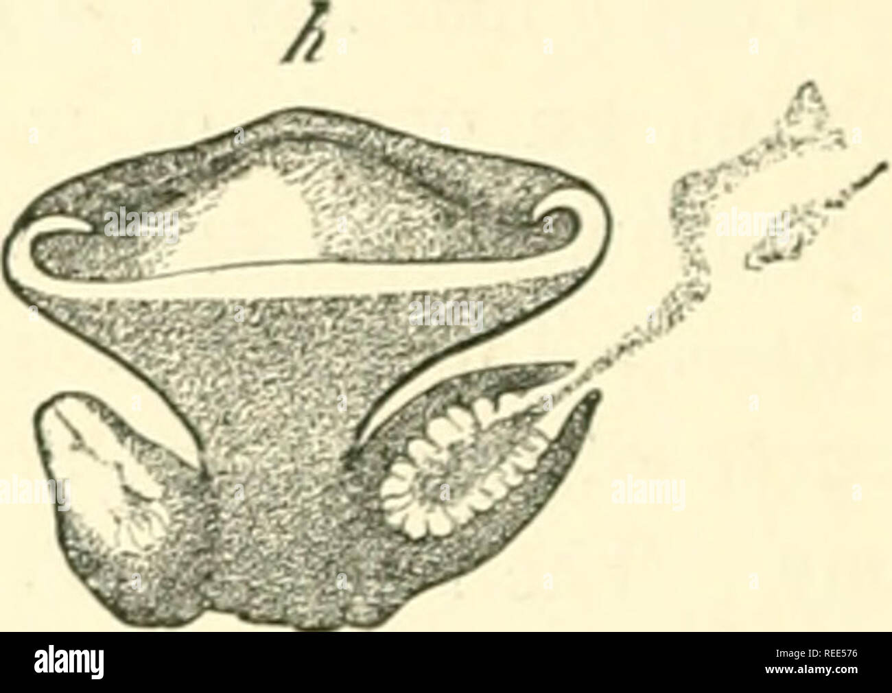 . La morphologie comparative et de la biologie des champignons ...