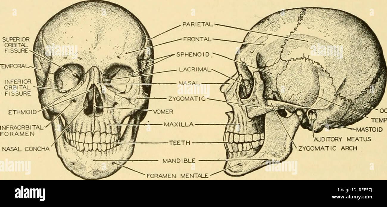Processus mastoidien Banque de photographies et d’images à haute ...
