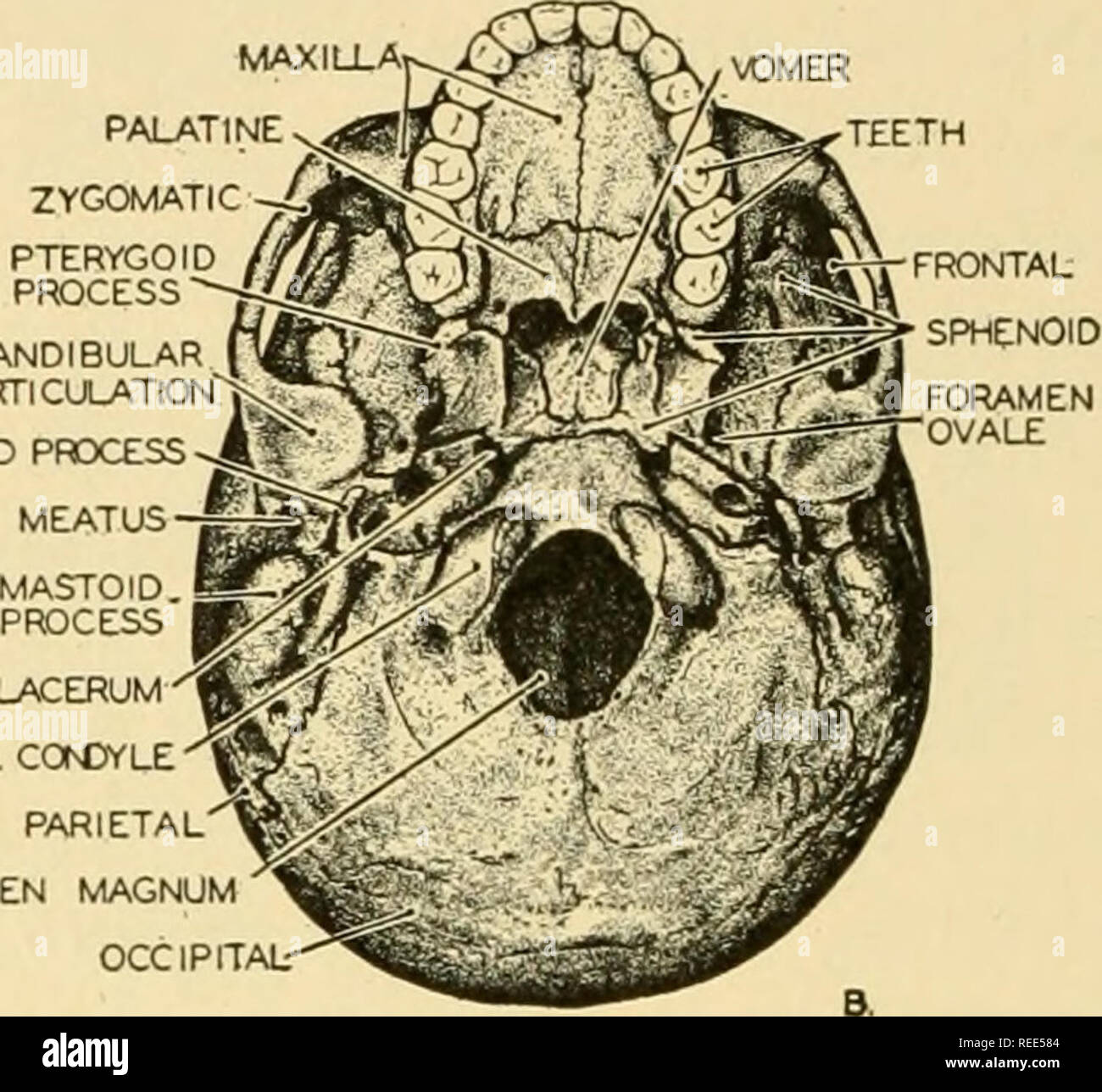 . L'anatomie comparée. Anatomie, comparatif. Processus STYLOÏDE ...