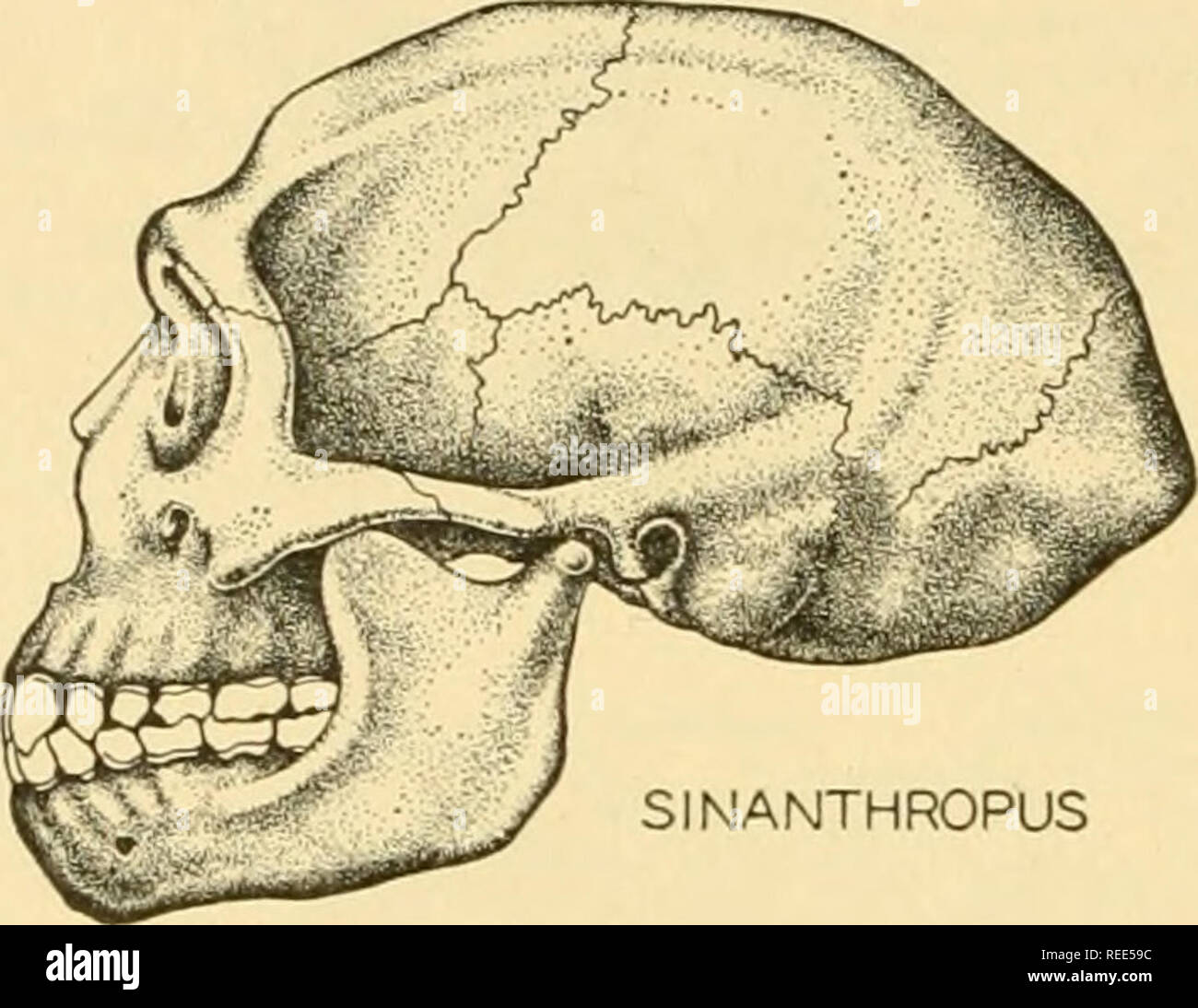 . L'anatomie comparée. Anatomie, comparatif. L'australopithecus ...